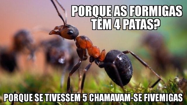 PORQUE AS FORMIGAS TEM 4 PATAS? PORQUE SE TIVESSEM CHAMAVAM-SE ...