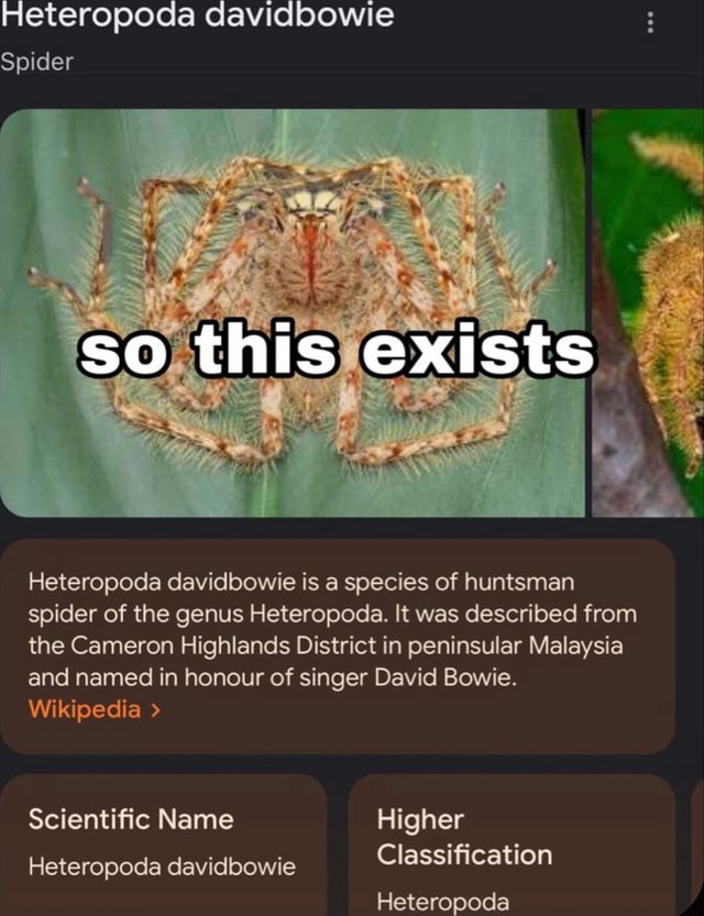 Heteropoda davidbowie Spider so this exists Heteropoda davidbowie is a ...