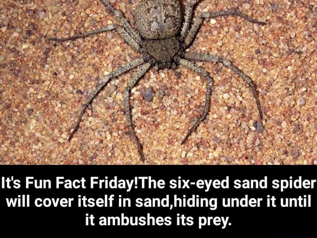 Will cover itself in sand,hiding under it until it ambushes its prey ...