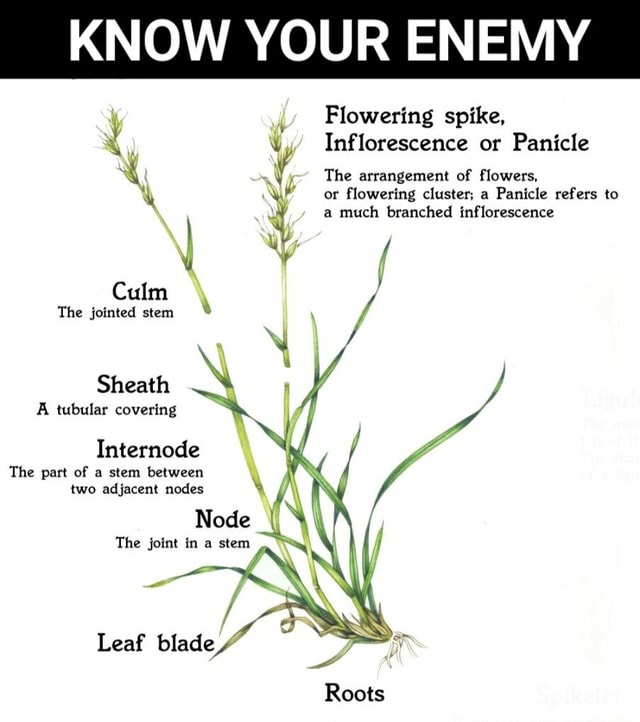 KNOW YOUR ENEMY Flowering spike, Inflorescence or Panicle The ...