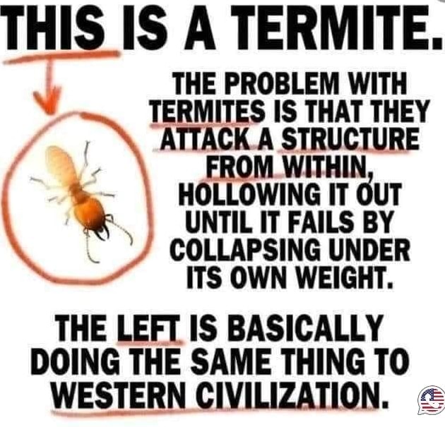 THIS IS A TERMITE. THE PROBLEM WITH TERMITES IS THAT THEY \ ATTACK .A ...