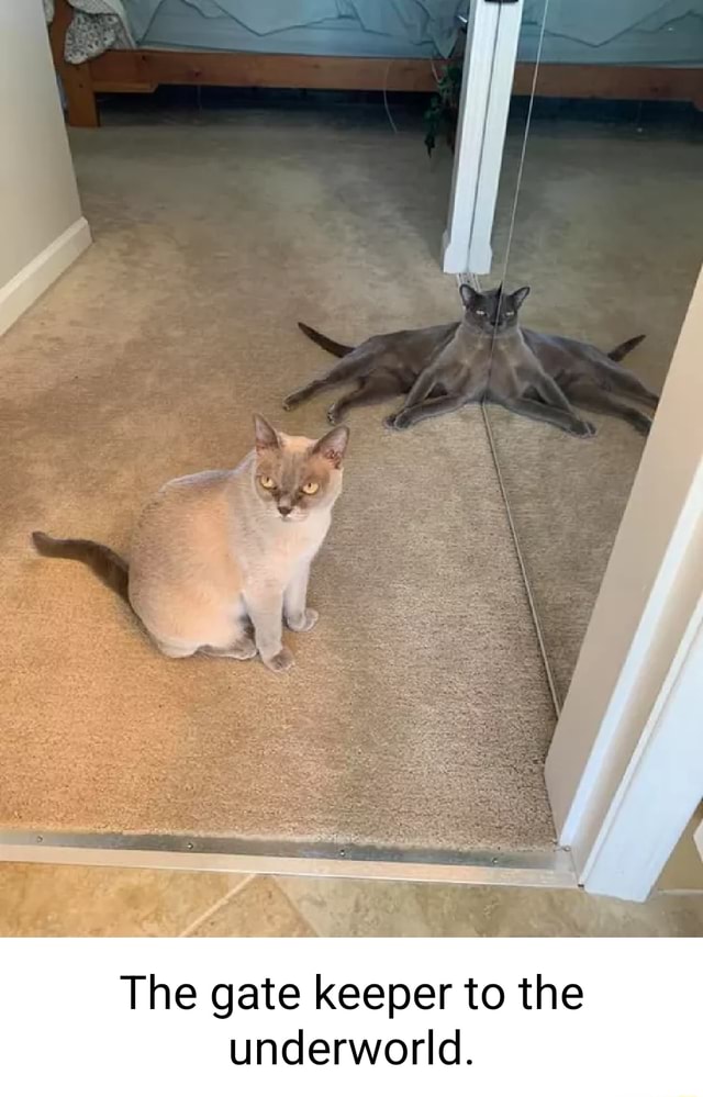 The gate keeper to the underworld. - iFunny