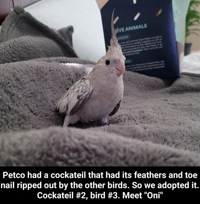 , ES op Petco had a cockateil that had its feathers and toe nail ripped ...