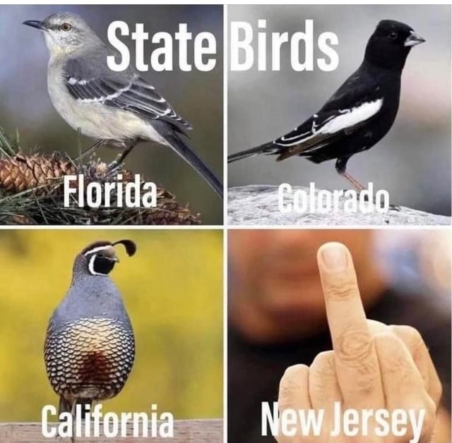 State Birds Horida 'Colorad_ Caliternia New Jersey - America’s best ...