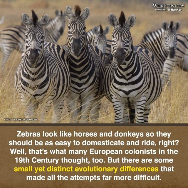WEIRD HISTORY POWERED BY Ranker Zebras look like horses and donkeys so ...