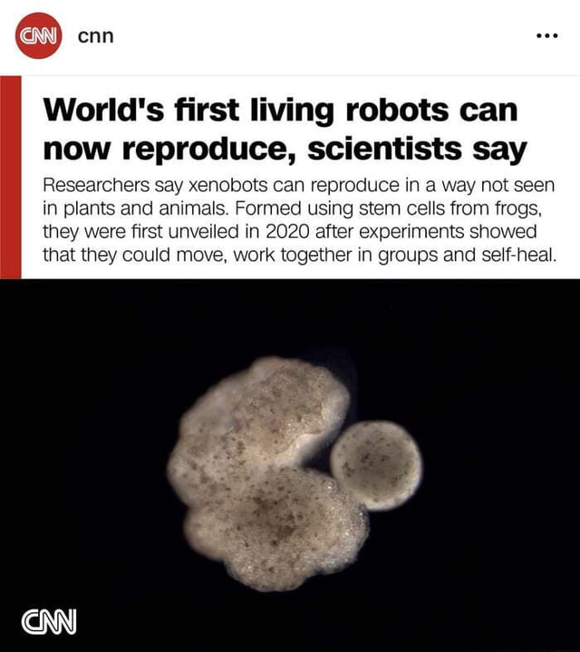 World's first living robots can now reproduce, scientists say ...