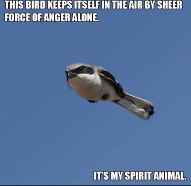 THIS BIRD KEEPS ITSELF IN THE AIR BY SHEER FORCE OF ANGER ALONE. ITS MY ...
