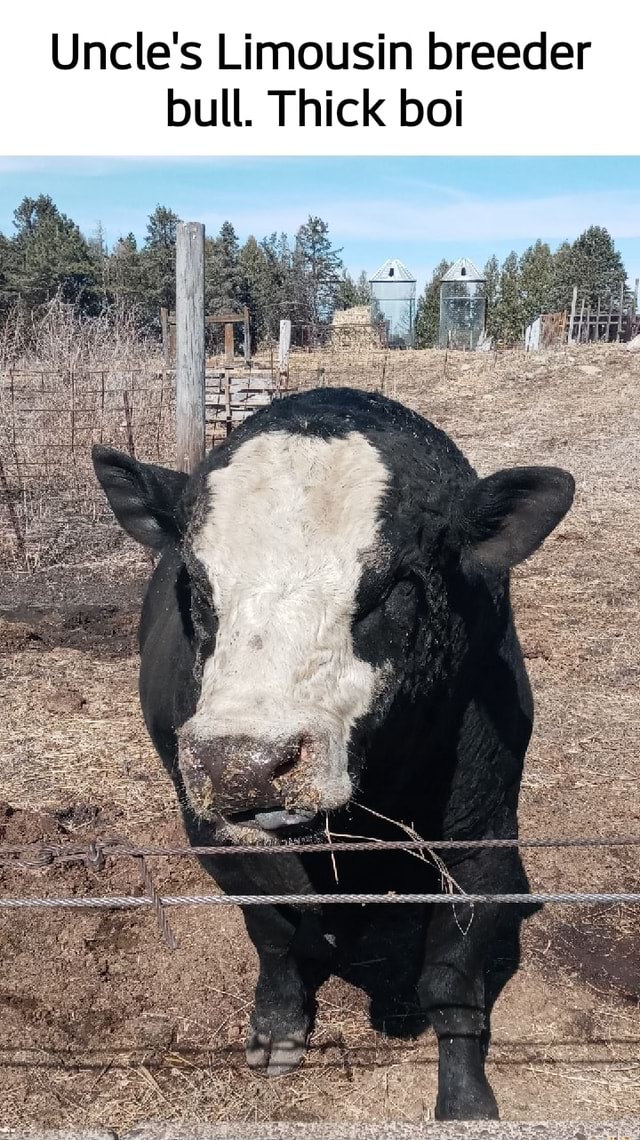 Uncle's Limousin breeder bull. Thick boi - iFunny