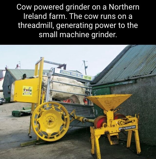 Cow powered grinder on a Northern Ireland farm. The cow runs on a ...