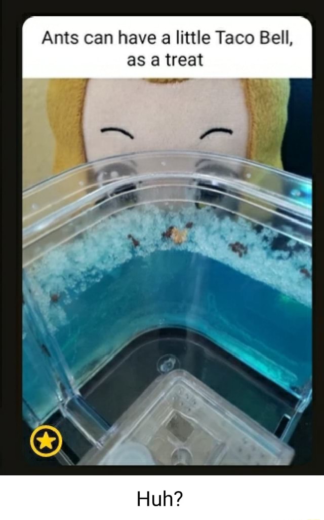 Ants can have a little Taco Bell, as a treat - iFunny