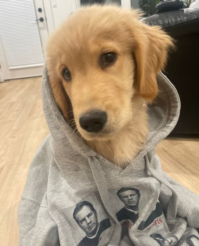 Hoodie weather got me like... 📸: @archiethegolden13 - America’s best ...