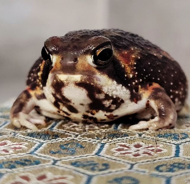 Picture memes fzNXD1kBB by friggin_frog: 3 comments - iFunny