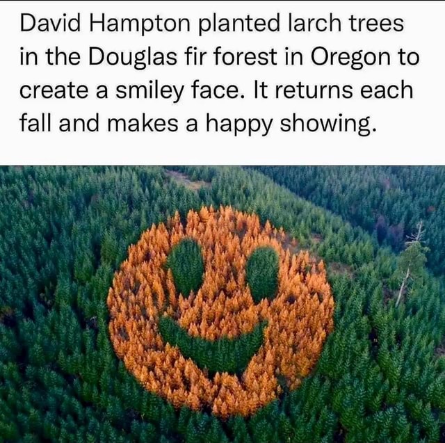 David Hampton planted larch trees in the Douglas fir forest in Oregon ...