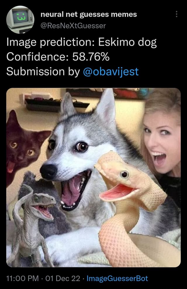 Neural net guesses memes @ResNeXtGuesser Image prediction: Eskimo dog ...