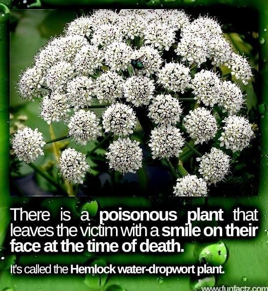There is poisonous plant that leaves face the at victim the time with ...