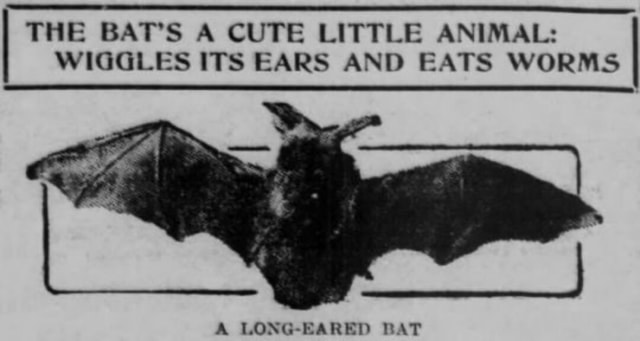 WIGGLES ITS EARS AND EATS WORMS I THE BAT'S A CUTE LITTLE ANIMAL: I A ...