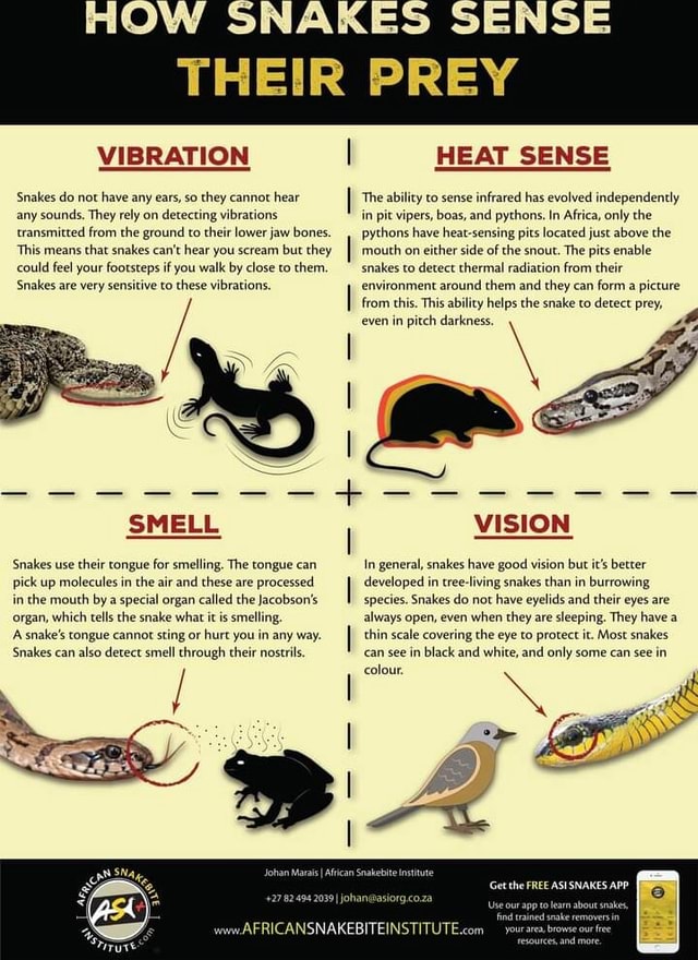 HOW SNAKES THEIR PREY VIBRATION Snakes do not have any ears, so they ...
