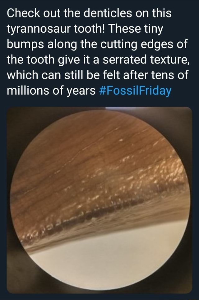 Check out the denticles on this tyrannosaur tooth! These tiny bumps ...