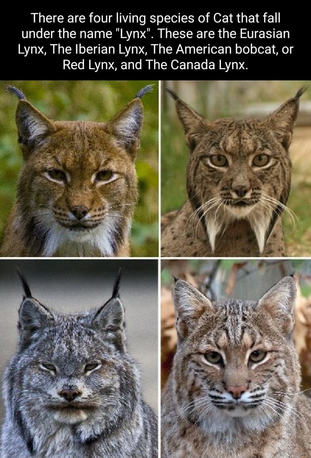 There are four living species of Cat that fall under the name "Lynx ...