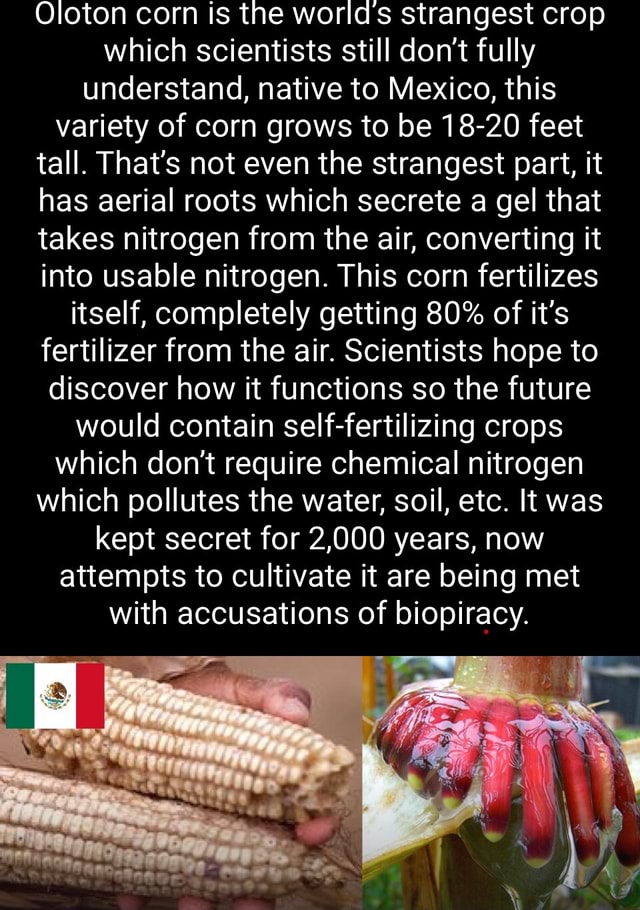 Oloton corn is the worlds strangest crop which scientists still don't fully understand, native ...