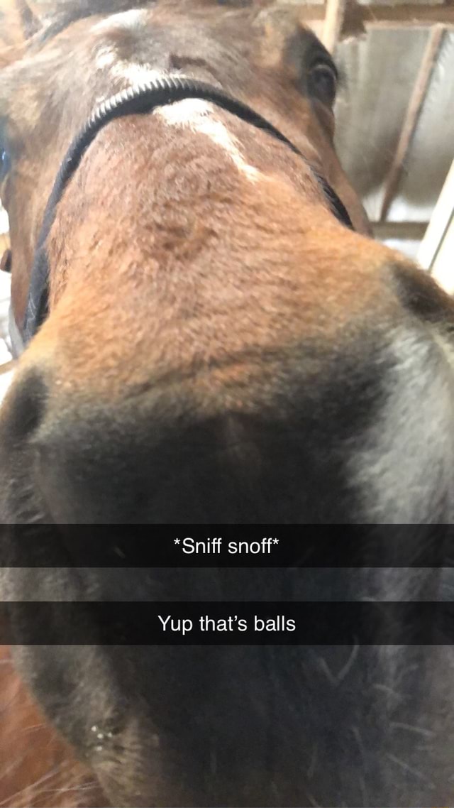 *Sniff snoff* Yup that's balls - iFunny