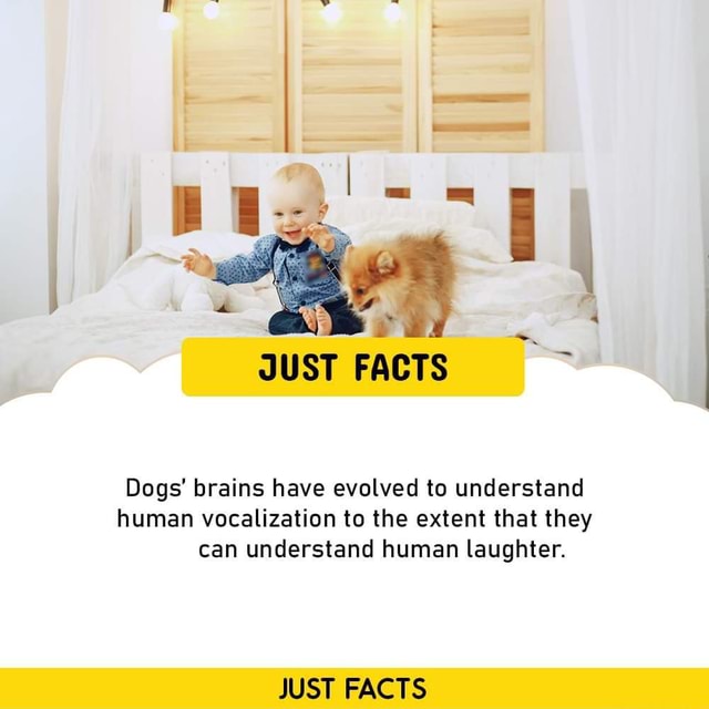 JUST FACTS Dogs' brains have evolved to understand human vocalization ...