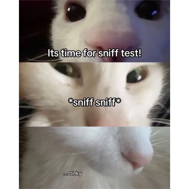 Its time for sniff test! *sniff sniff* tinky - iFunny