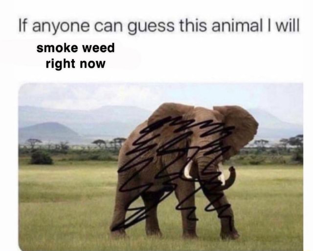 If anyone can guess this animal I will smoke weed right now - iFunny