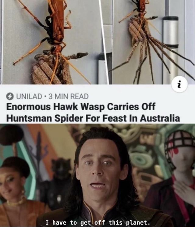 UNILA Enormous Hawk Wasp Carries Off Huntsman Spider For Feast In ...
