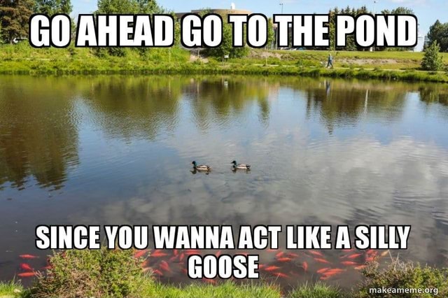 GO AHEAD GO TO THE POND. SINCE YOU WANNA ACT LIKE A SILLY GOOSE - iFunny