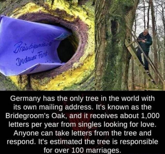 Germany has the only tree in the world with its own mailing address. It ...