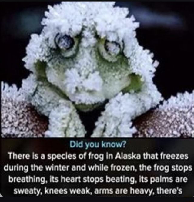 Did you know? There is a species of frog in Alaska that freezes during ...