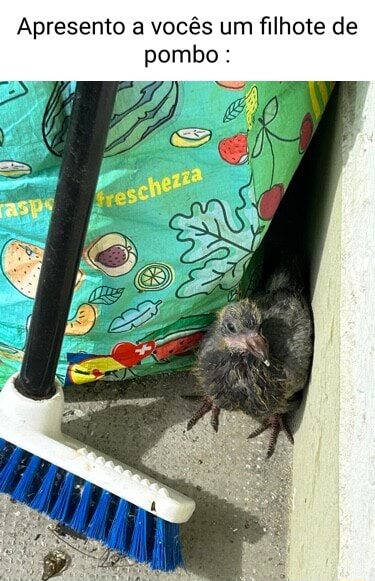 Apresento a vocês um filhote de pombo - iFunny Brazil