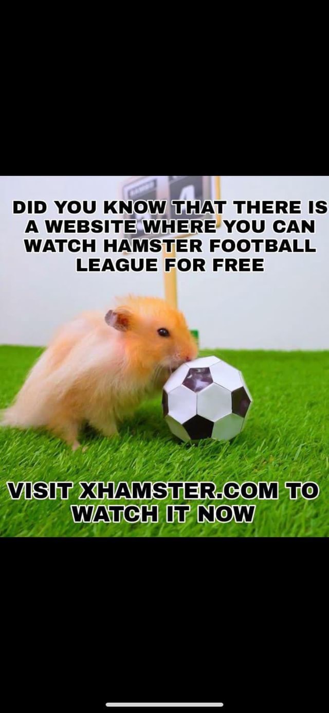 DID YOU KNOW THAT THERE IS WEBSITE, WHERE YOU CAN WATCH HAMSTER ...