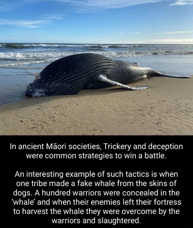 In ancient Maori societies, Trickery and deception were common ...