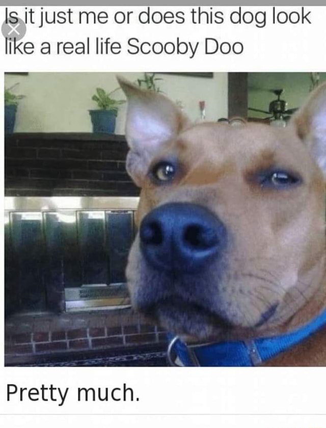 Is it just me or does this dog look like a real life Scooby Doo Pretty ...