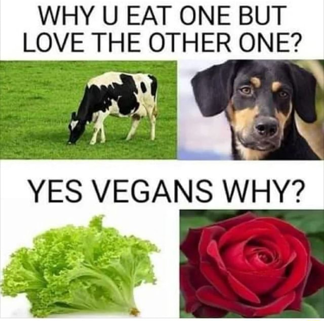 WHY U EAT ONE BUT - iFunny