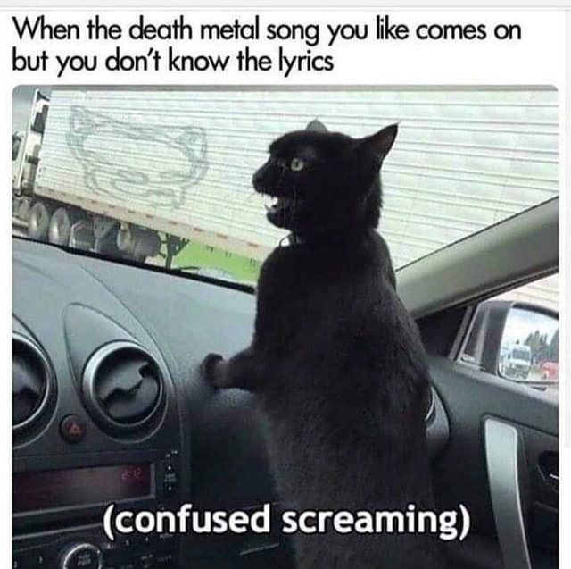 Catmemes catmemesdaily cat kitten instacat catmemesarethebest memecat ...