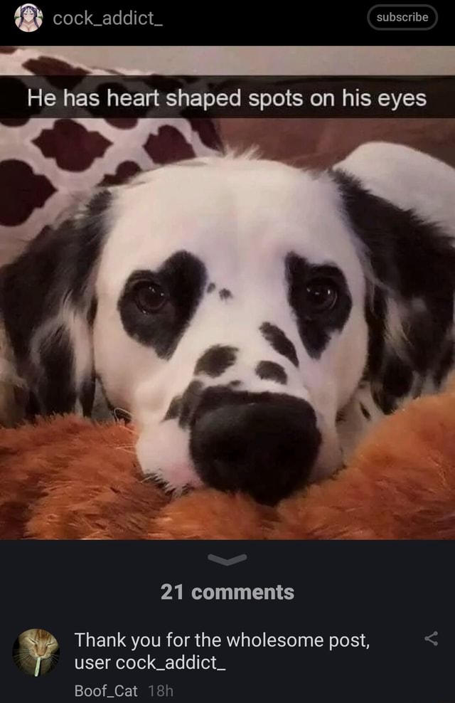 Cock_addict_ subscribe He has heart shaped spots on his eyes 21 ...