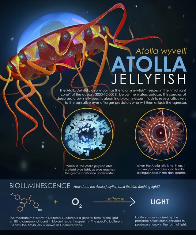 Atolla wyvelli ATOLLA \ JELLYFISH The Atolla Jellyfish, known as ...