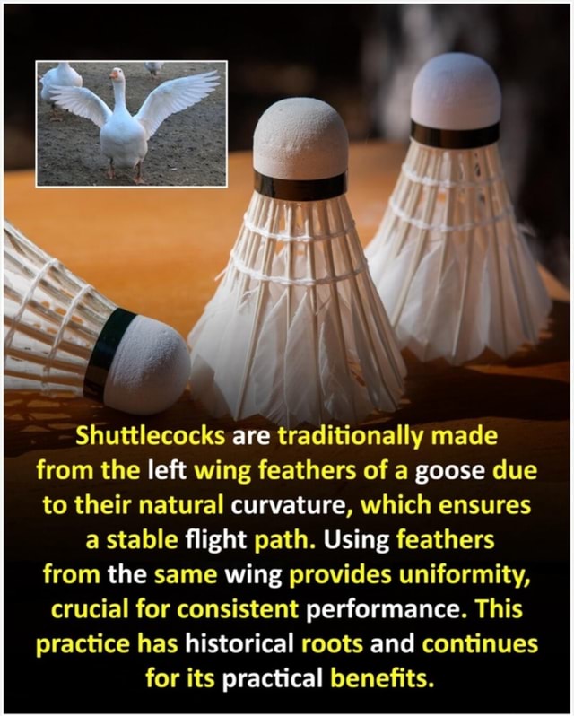 Shuttlecocks are traditionally made from the left wing feathers of a ...