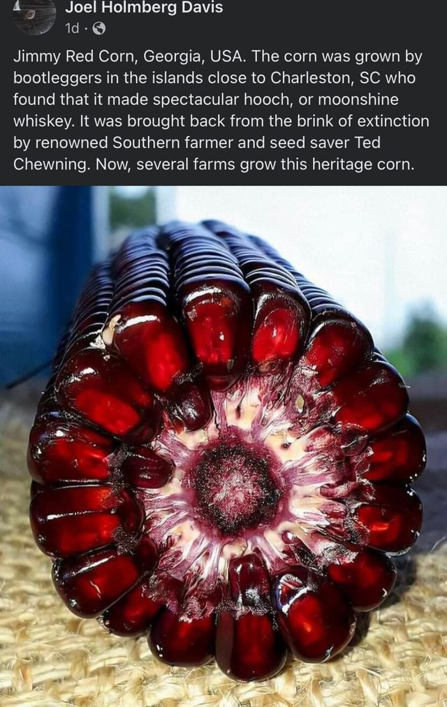 I Joel Holmberg Davis Jimmy Red Corn, Georgia, USA. The corn was grown ...
