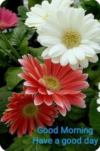 Good Morning Have a good day - America’s best pics and videos