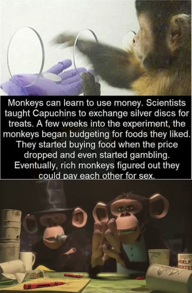 Monkeys can learn to use money. Scientists taught Capuchins to exchange ...