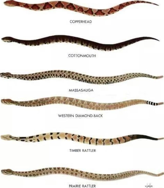 COPPERHEAD COTTONMOUTH MASSASAUGA WESTERN DIAMOND. BACK TIMBER RATTLER ...