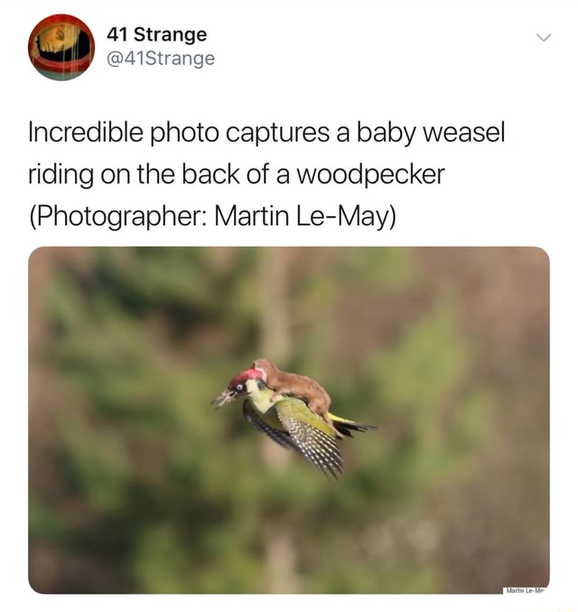 Incredible photo captures a baby weasel riding on the back of a ...