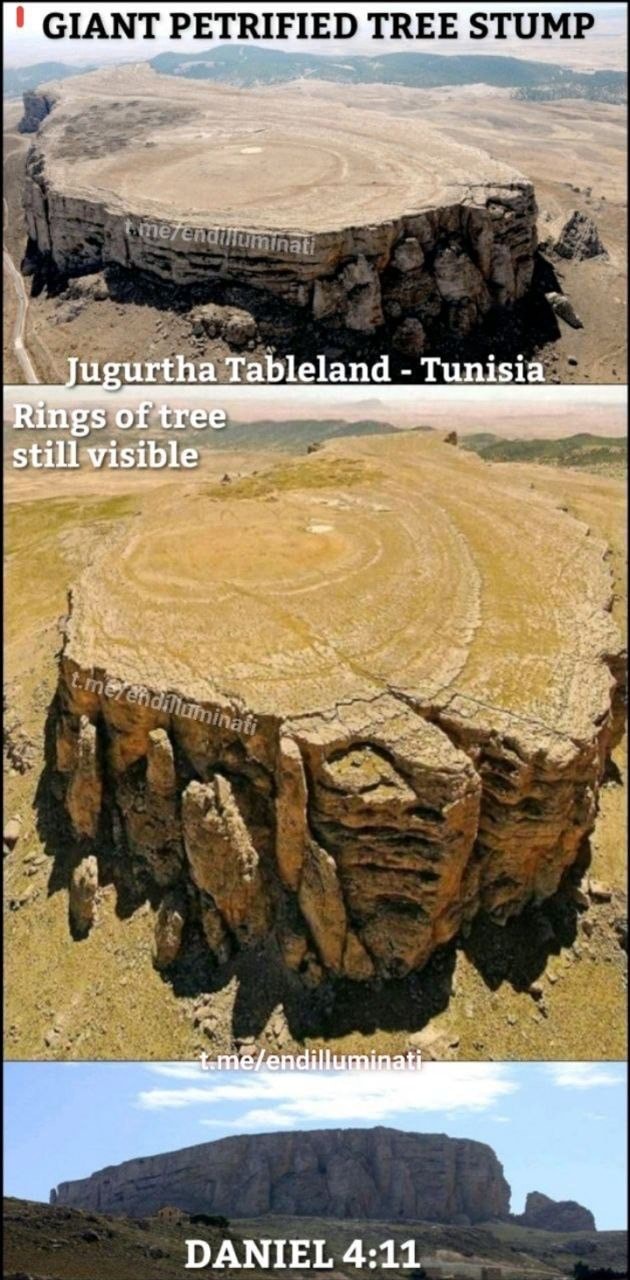 GIANT PETRIFIED TREE STUMP Rings of tree still visible met DANIEL - iFunny