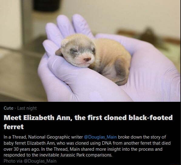 Cute Meet Elizabeth Ann, the first cloned black-footed ferret Ina ...