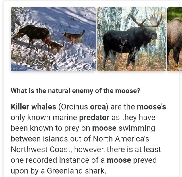 What is the natural enemy of the moose? Killer whales (Orcinus orca ...