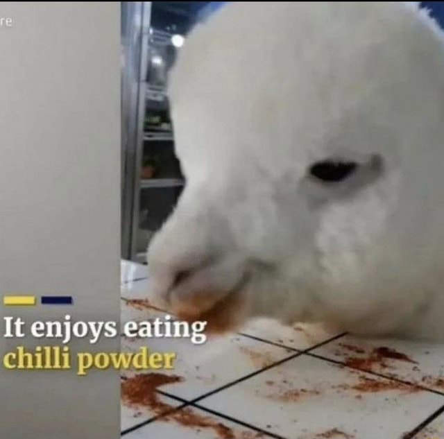 Itenjoys eating chilli - iFunny